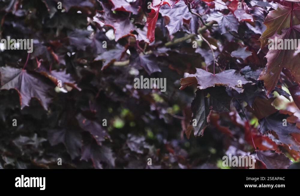 The tree branches with dark red leaves of theâ€‹ maple sway in the ...