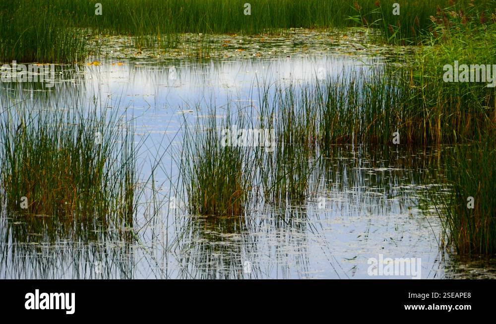 Beautiful marsh wetland landscape Stock Videos & Footage - HD and 4K ...