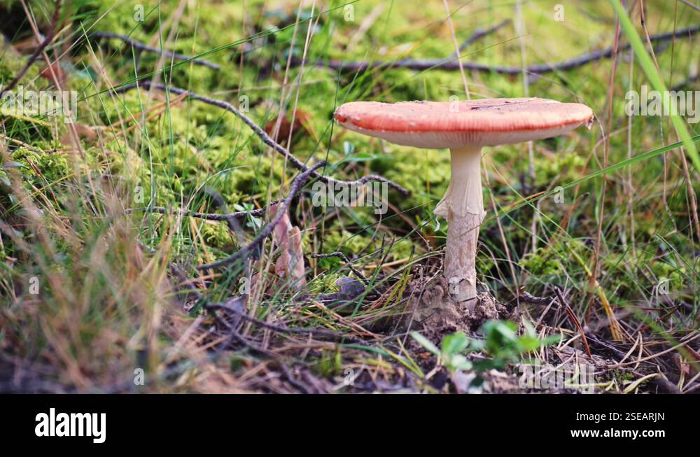 Poisonous mushroom with a red cap. The mushroom grows among the moss in ...