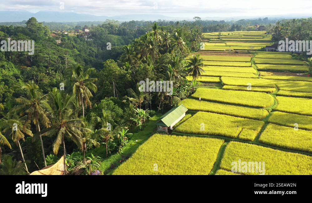 drone footage of the rice paddies in terraces in Ubud, Bali, Indonesia ...