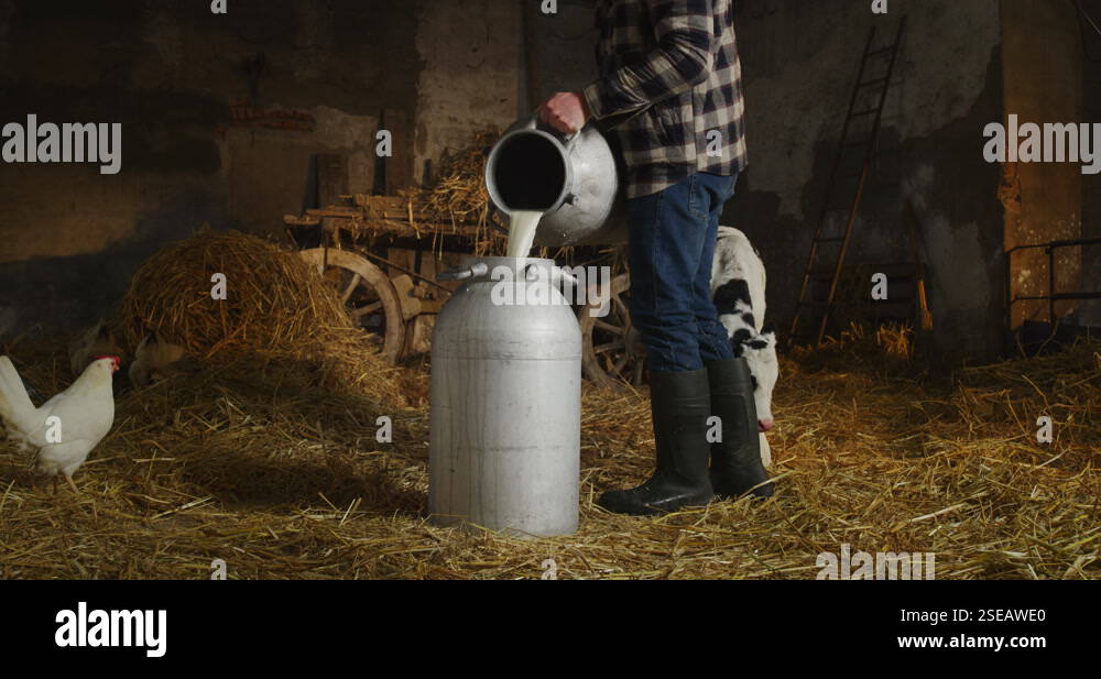 Farmer pouring fresh milk to fill can in cowshed stable of dairy farm ...