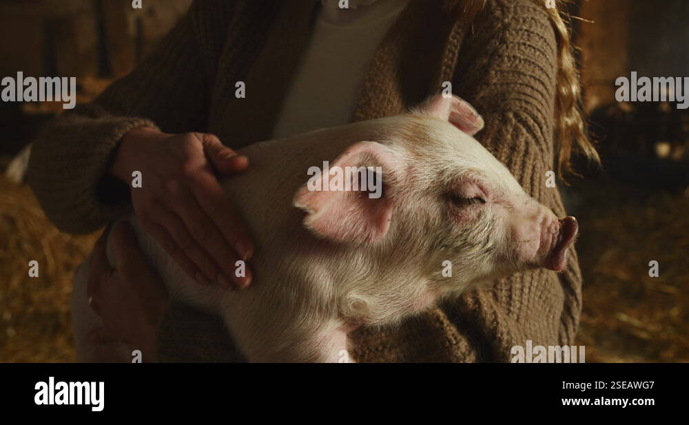 Female farmer caressing with love and care newborn piglet in pigpen of ...