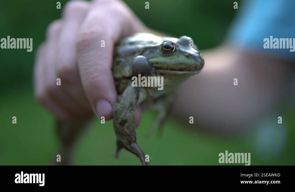 A big green toad in a man's hand. Toad defends inflates bubbles on ...
