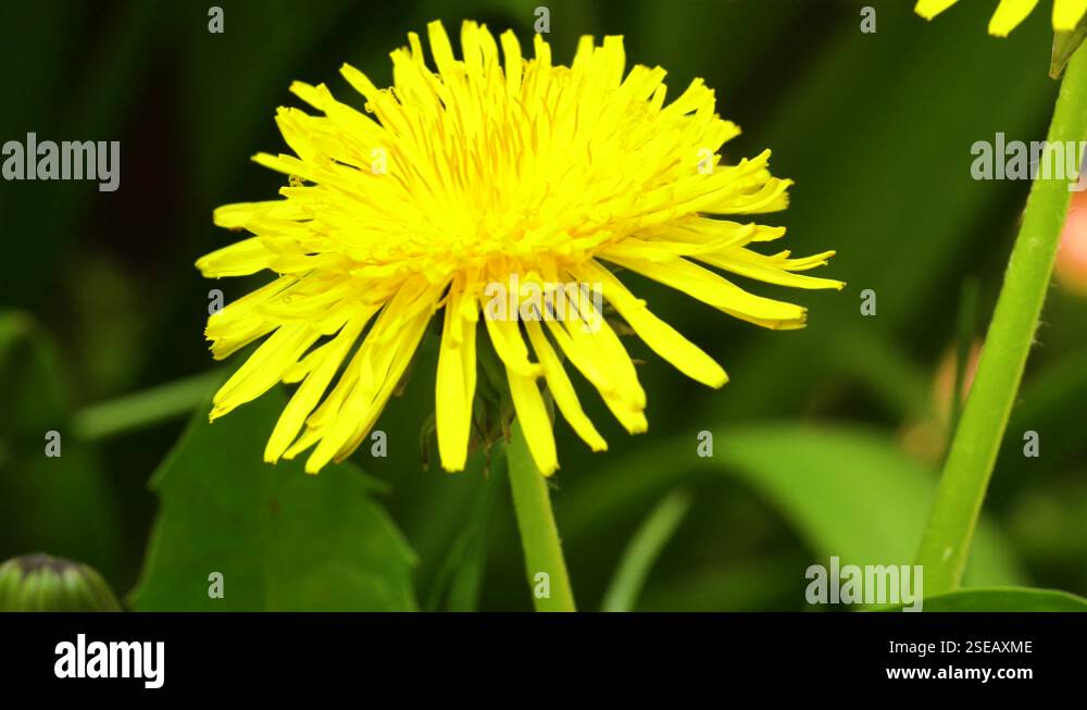 Close up of a dandelion flower moving in a wind. Dandelions are common ...