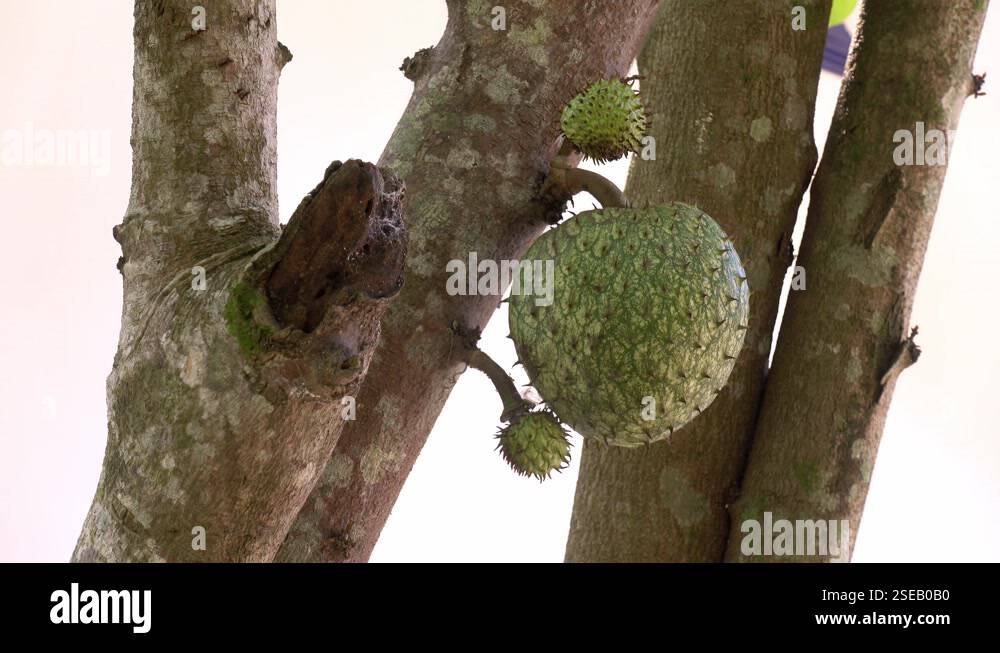 Soursop fruits aka Guyabano growing in the Philippines. believed to ...