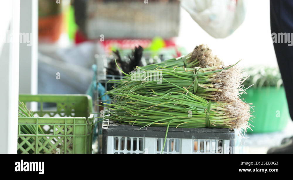 A Bulk Of Chive Portions On Display In The Market. wide shot Stock ...