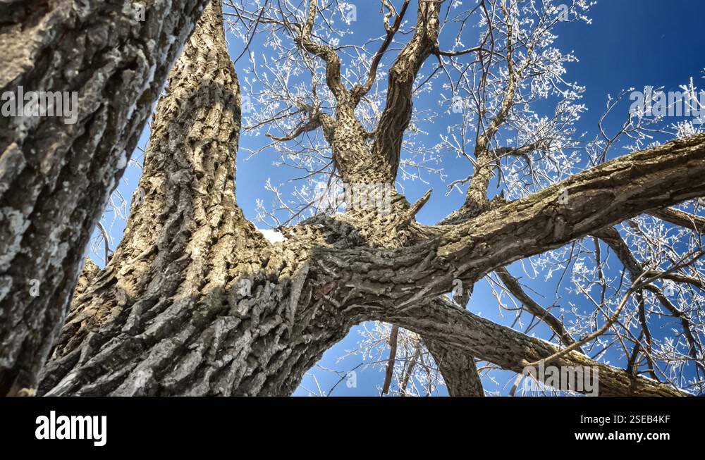 Frost oak tree Stock Videos & Footage - HD and 4K Video Clips - Alamy