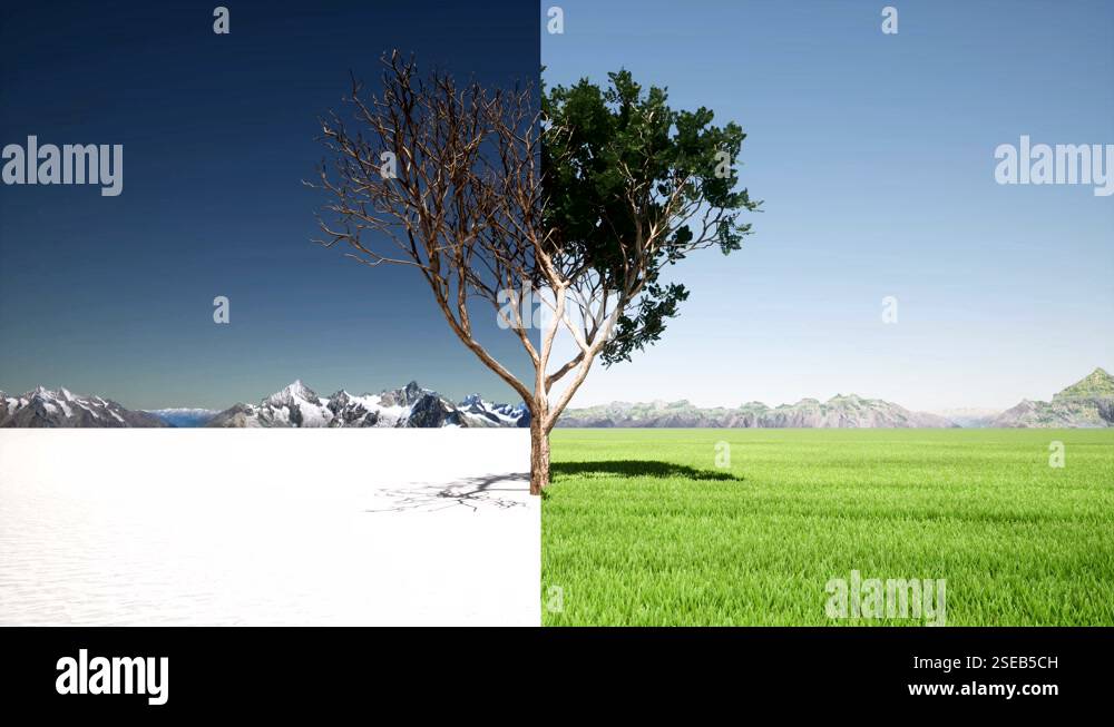 Tree in changing seasons winter spring Climate change comparison 4k ...