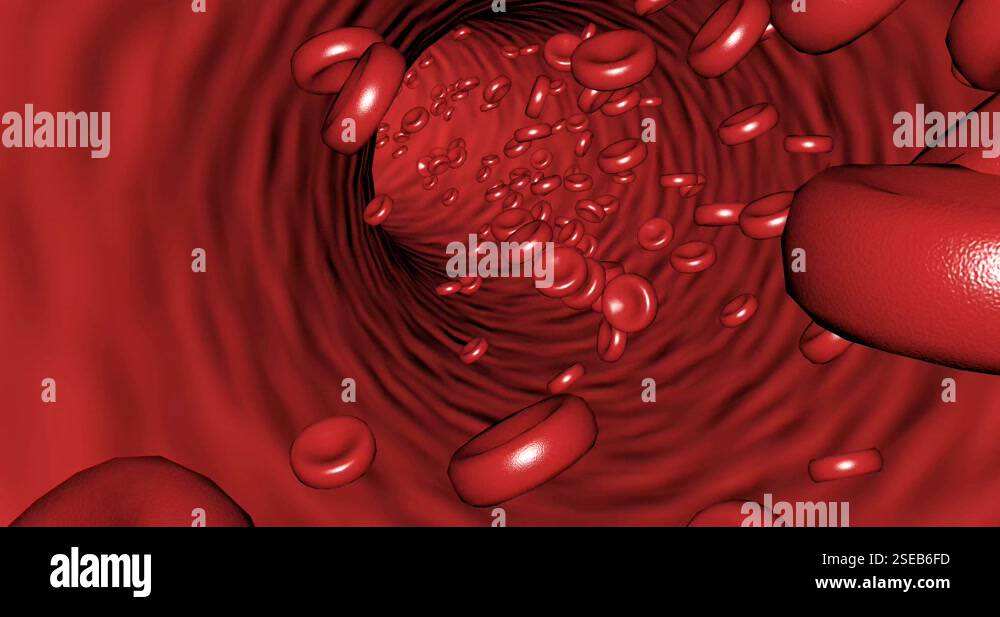 Movement inside a blood vessel among platelets Red blood cells in an ...