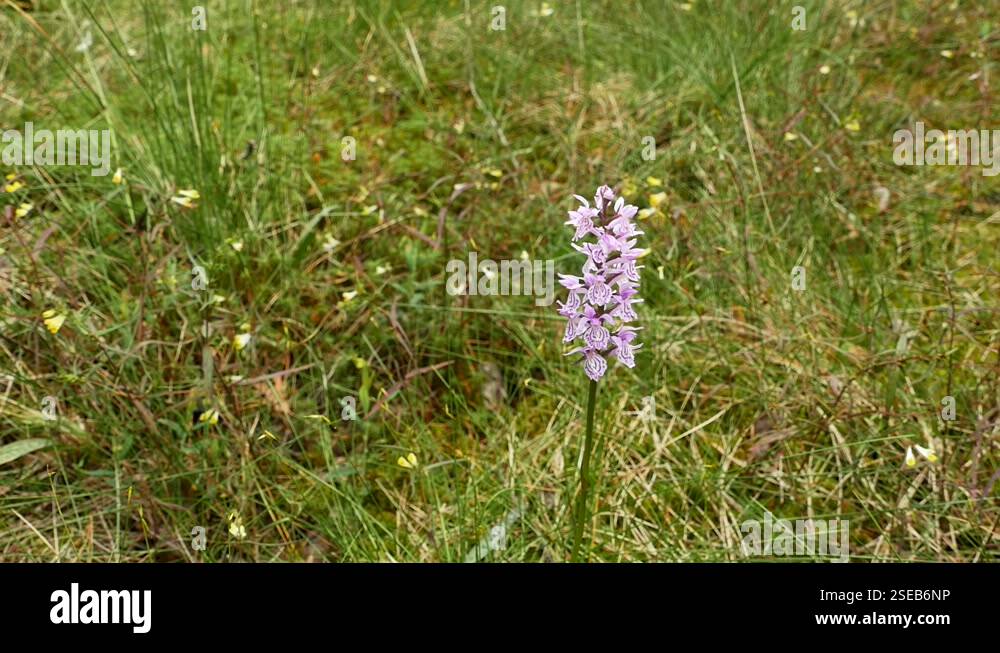 orchis flower in nature in a swamp panorama, is listed in the red book ...