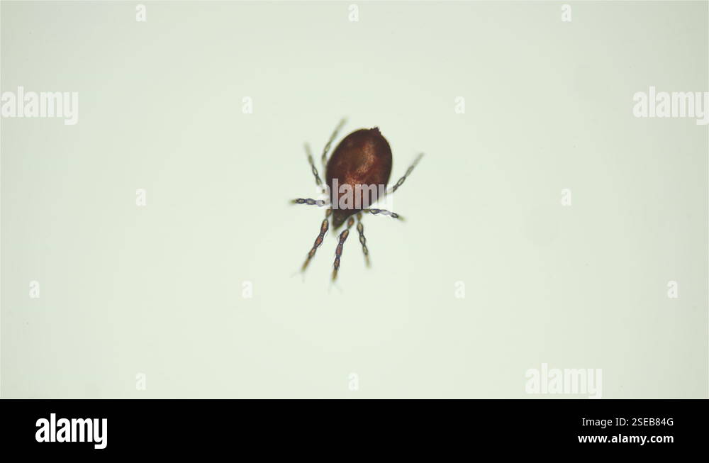 Soil mite Cryptognathus sp. under the microscope, family ...