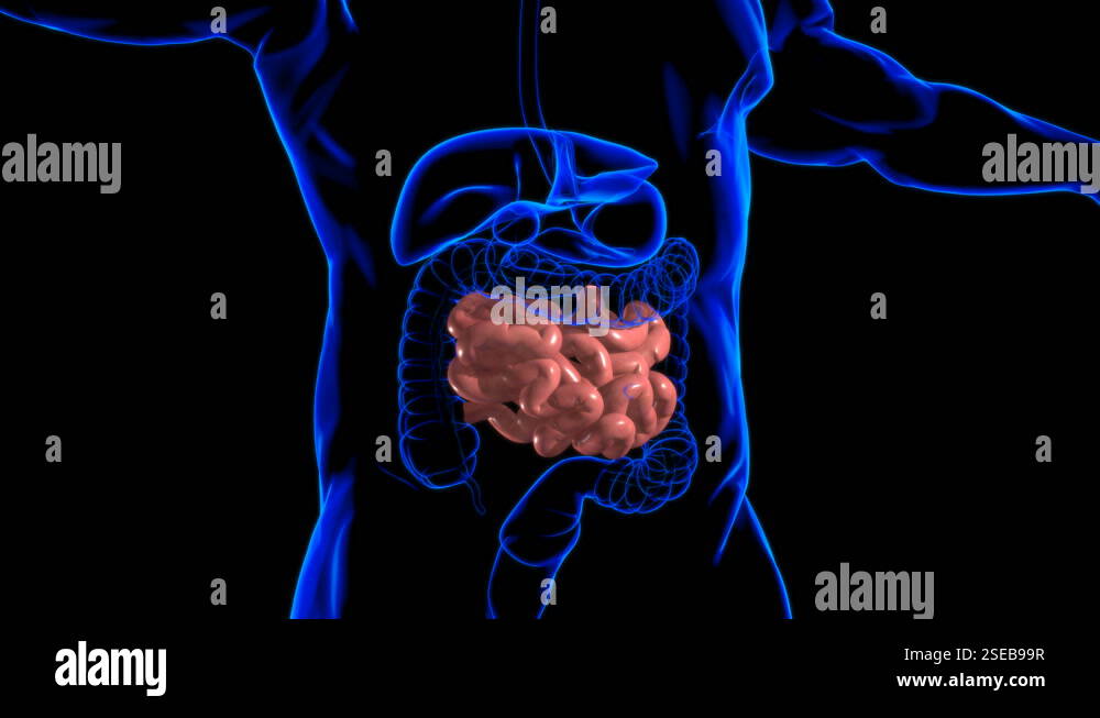 Human Small Intestine Anatomy For Medical Concept Stock Video Footage ...