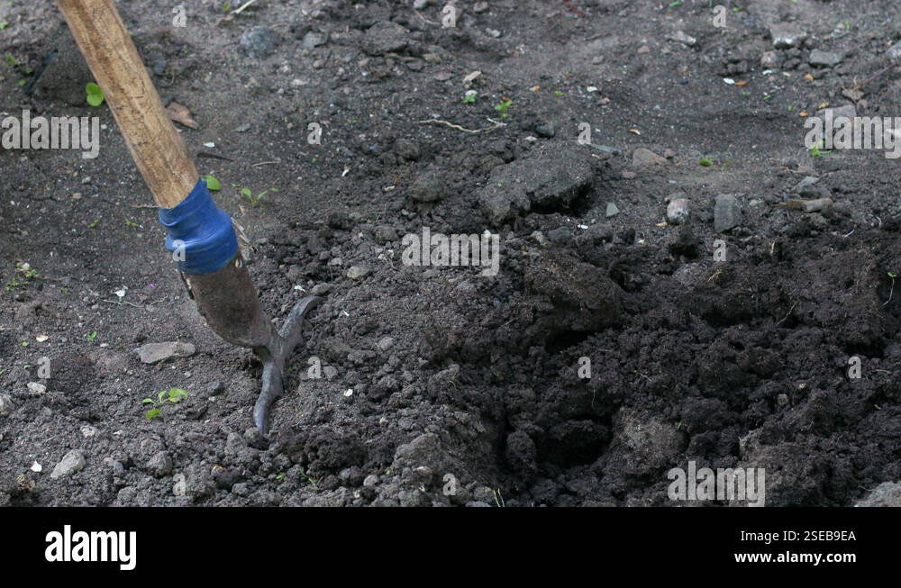 Digging spring soil with spading fork preparing it for new sowing ...