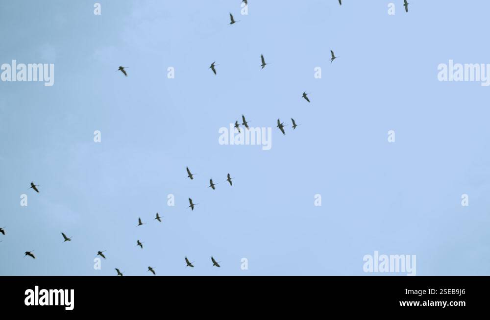 White storks fly in flock cross the frame as they migrate to warm ...