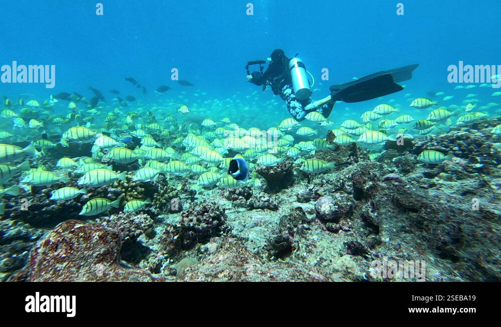 School of tuna fish on blue background of sea underwater in search of ...
