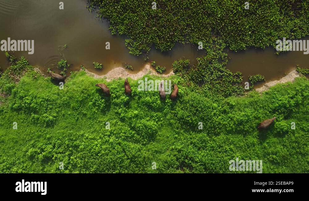 Overhead shot of a group of capybaras on the bank of a river Stock ...