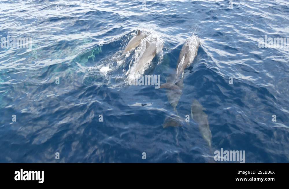 Pod of dolphins in freedom, pacific ocean blue water. School of wild ...