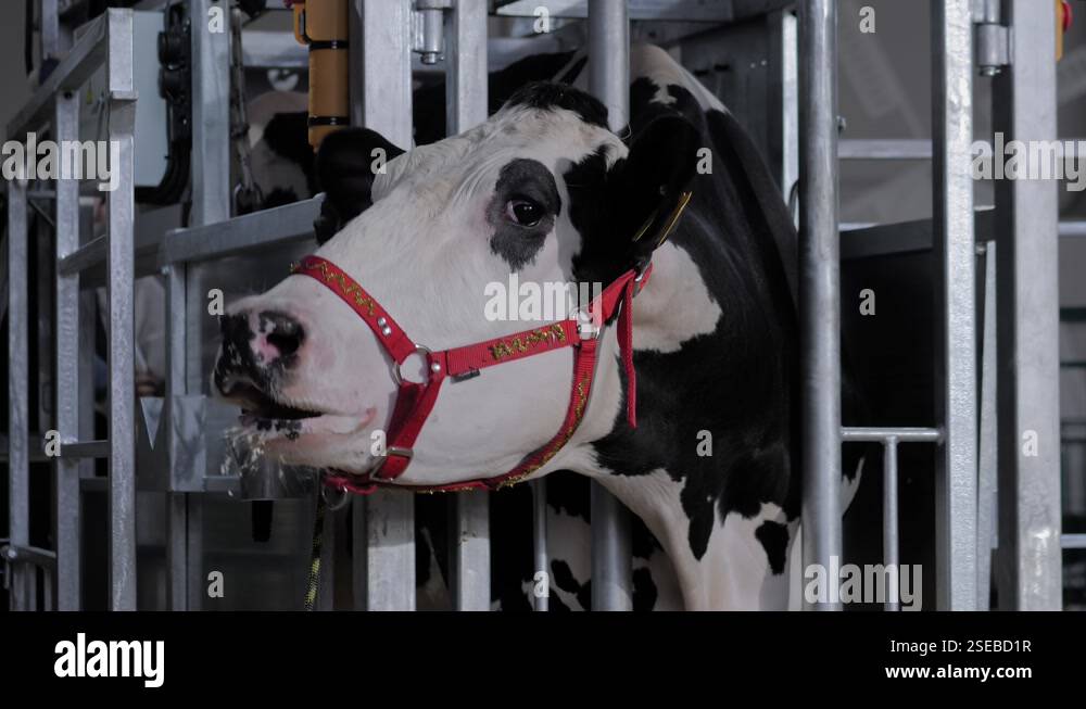 Scared black and white Holstein cow screaming at agricultural animal ...