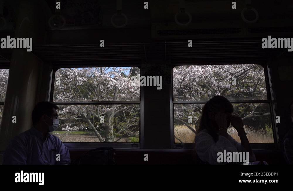 Silhouette of people looking outside train window at Sakura cherry ...