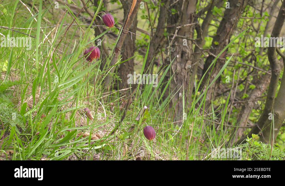 Flowers near the Carpathian castle by Jules Verne! Stock Video Footage ...