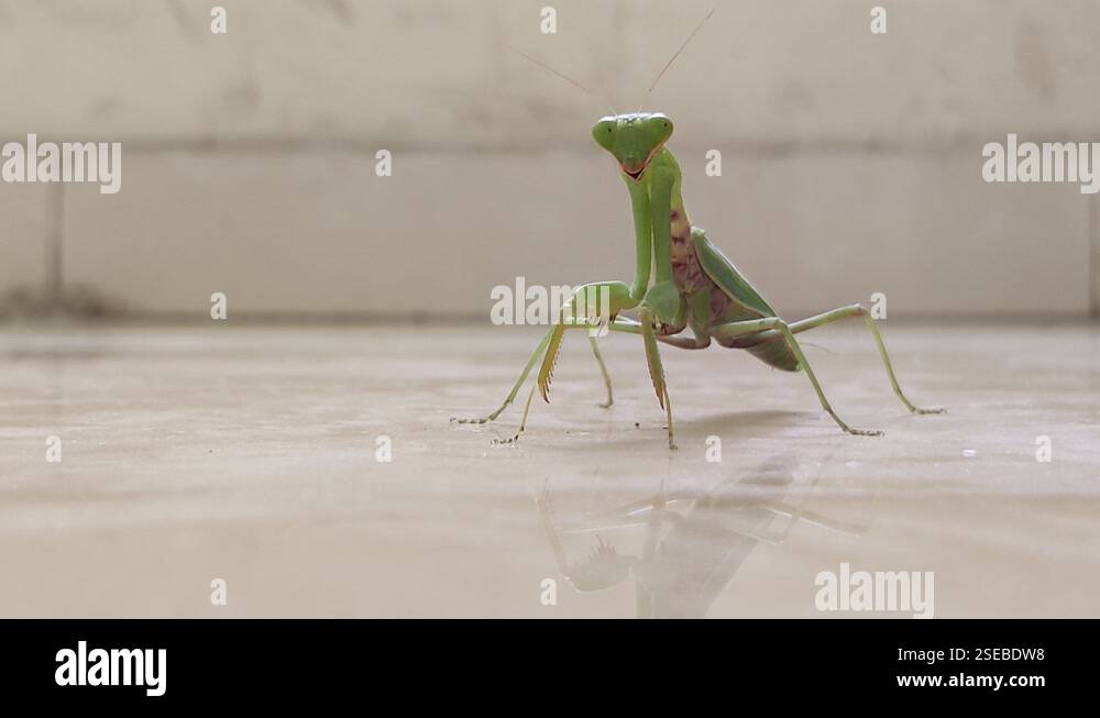 Praying Mantis giving a frontal stare with slight body movement. 4k ...