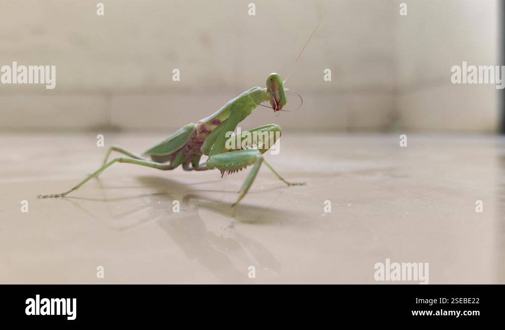 Praying Mantis cleans its antennae. 4k footage, side profile Stock ...