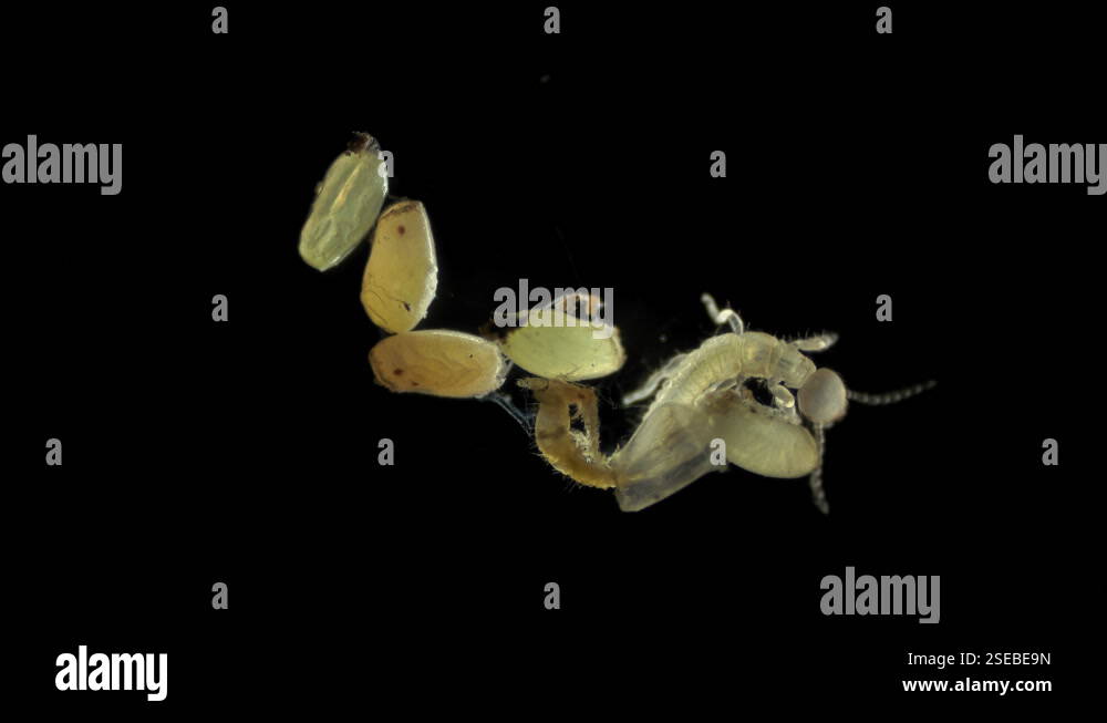 Eggs and nymph of the relic insect Embia savignyi under a microscope. I ...