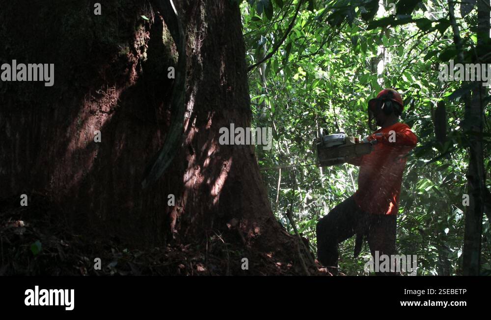 A logger with a chainsaw cuts down a huge tree - Concept: deforestation ...