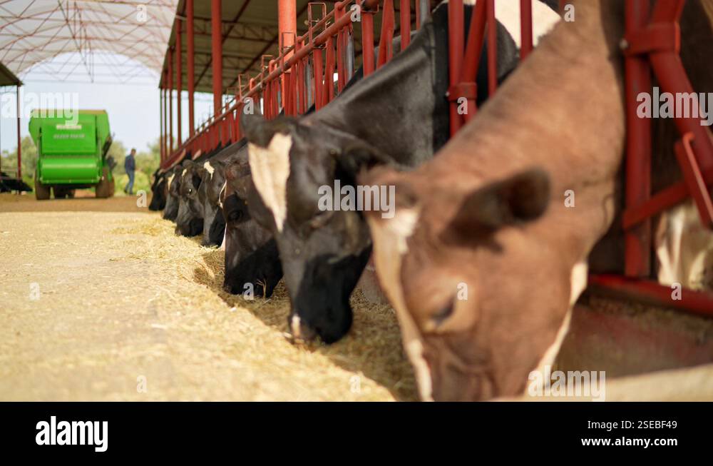 Cows on the farm. The cows are eating the straw left by the machine in ...