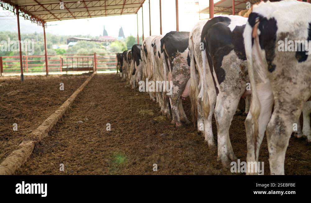 Cows on the farm. The cows are eating the straw left by the machine in ...