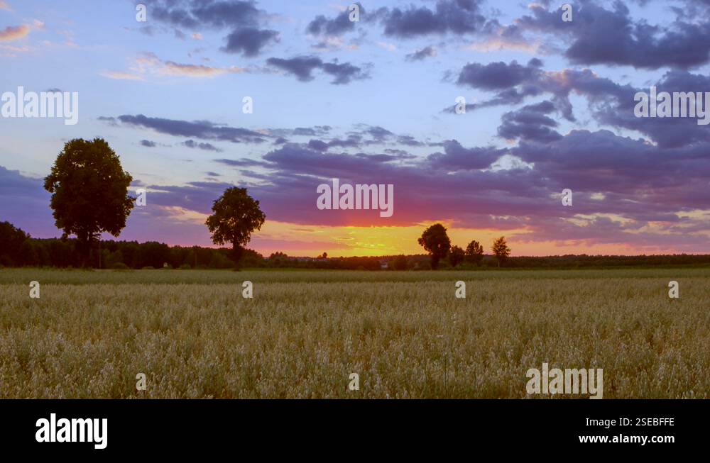 Sunrise over oat field in summer. 4k timalapse Stock Video Footage - Alamy