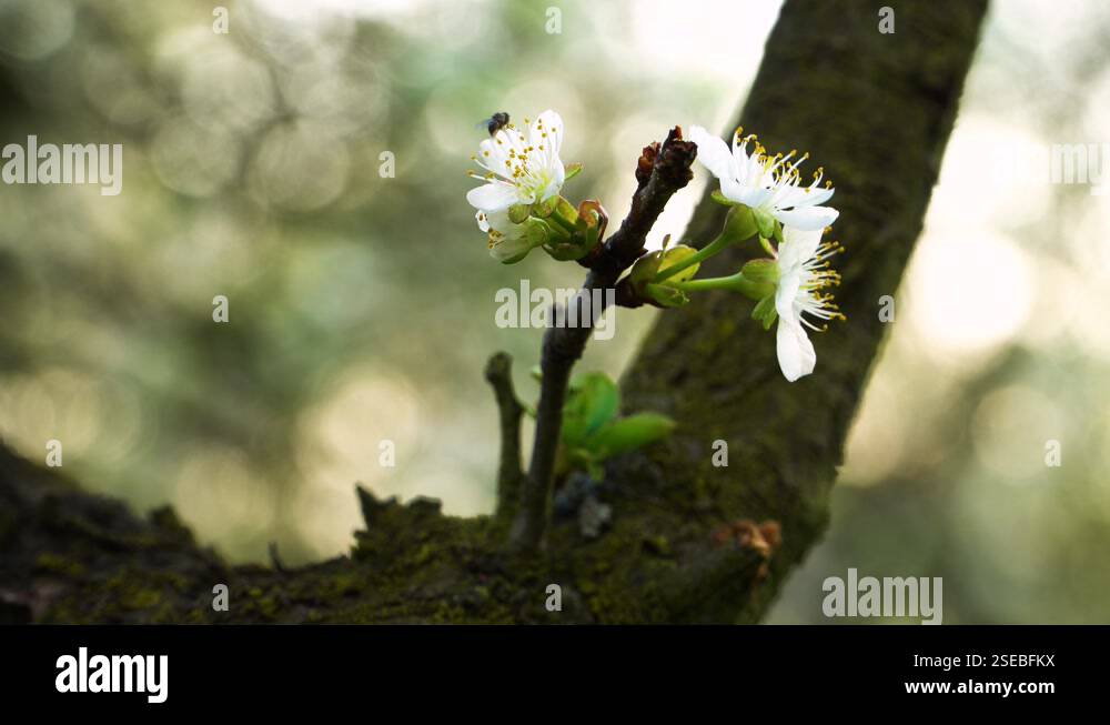 Fly visiting beautiful subtle flowers of sour cherry tree with delicate ...