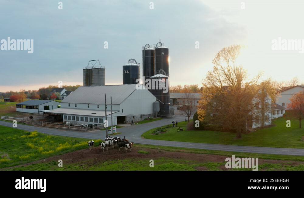Family farm. Aerial reveals dairy operation with silos, barns ...