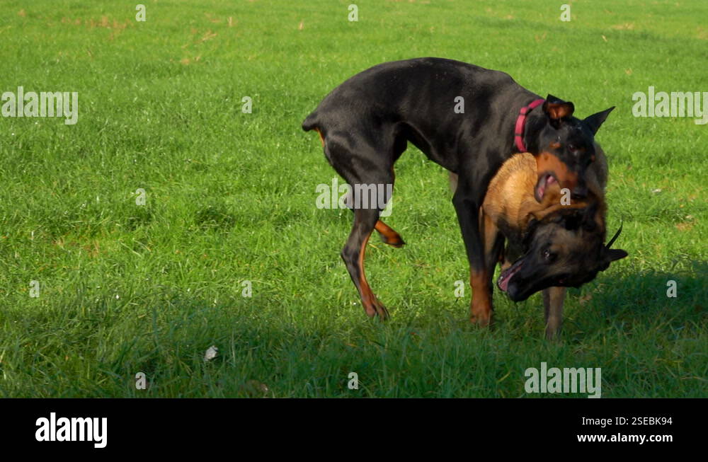 Doberman and Belgian Shepherd Malinois are playing and jumping on a ...