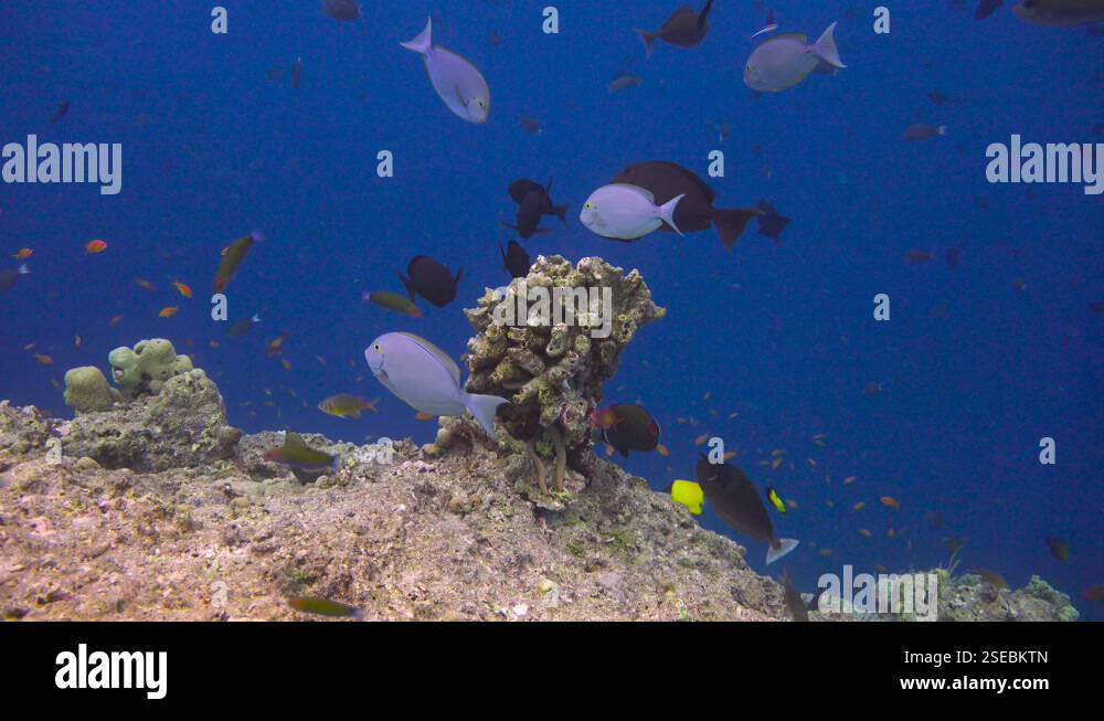 Exciting diving on the reefs of the Maldives archipelago Stock Video ...