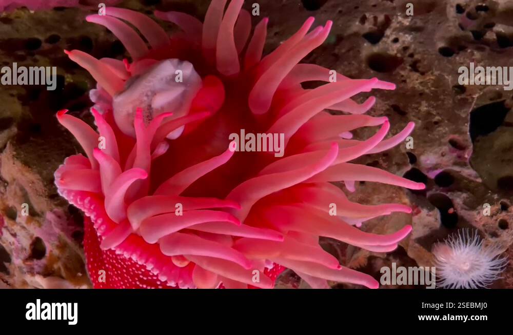 Anemone anatomy Stock Videos & Footage - HD and 4K Video Clips - Alamy