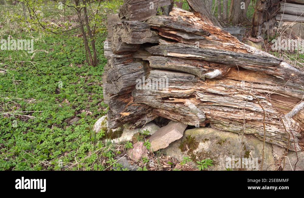 Ruined log cabin Stock Videos & Footage - HD and 4K Video Clips - Alamy