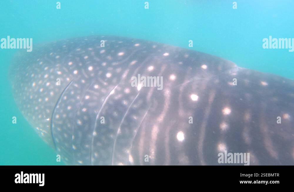 The large gills on a teenage whale shark breath in oxygen from the ...