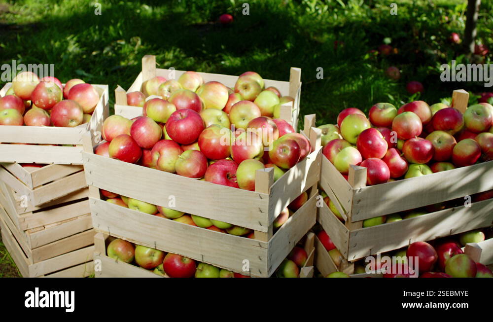 Details capturing of a wooden box full of ripe and fresh apple harvest ...
