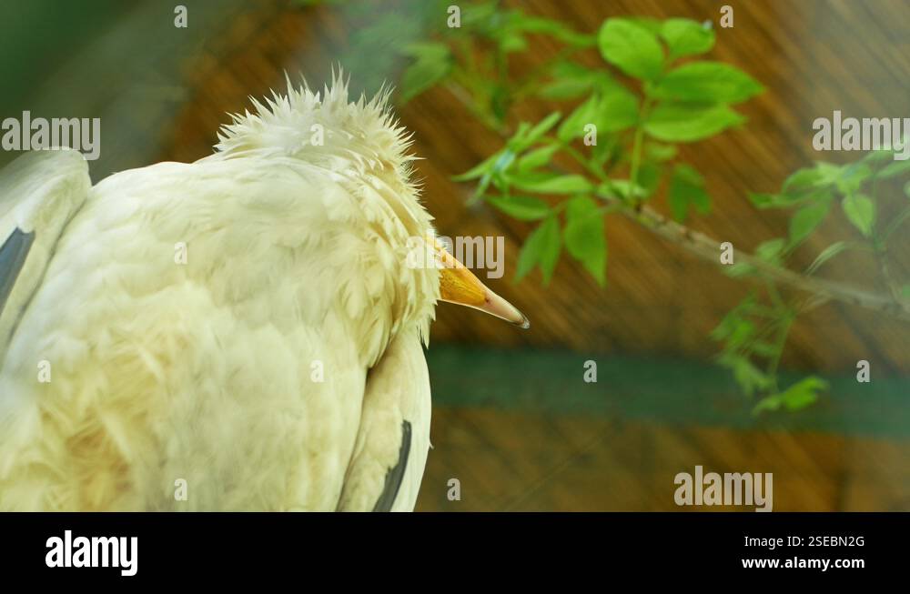 Wild bird scavenger in captivity close-up. The bird is locked in a cage ...