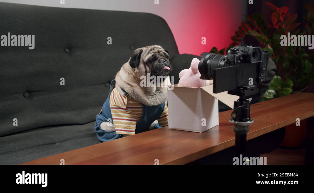 Funny cute pug dog vlogger making unboxing, unpacking video, product ...