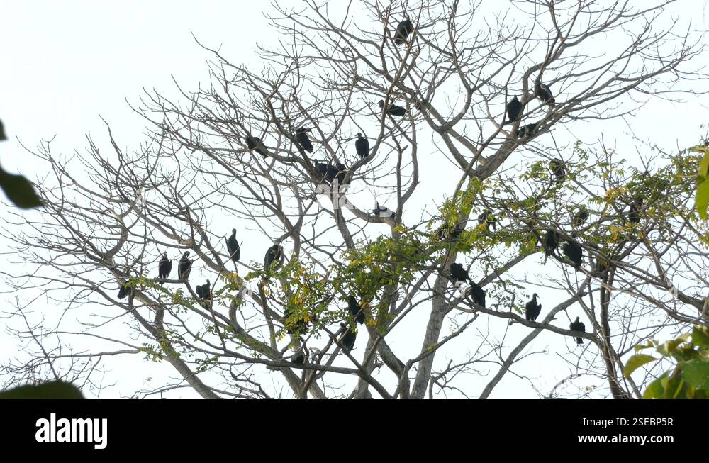 Tall birds in tree Stock Videos & Footage - HD and 4K Video Clips - Alamy