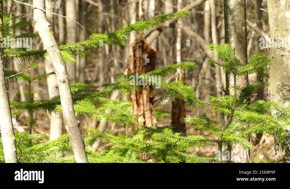 Spruce Branches and Deciduous Tree Trunks, Agroforestry Concept, Tilt ...