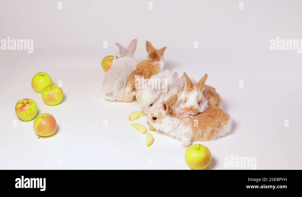 Little domestic rabbits play and eat apples on a white background Stock ...