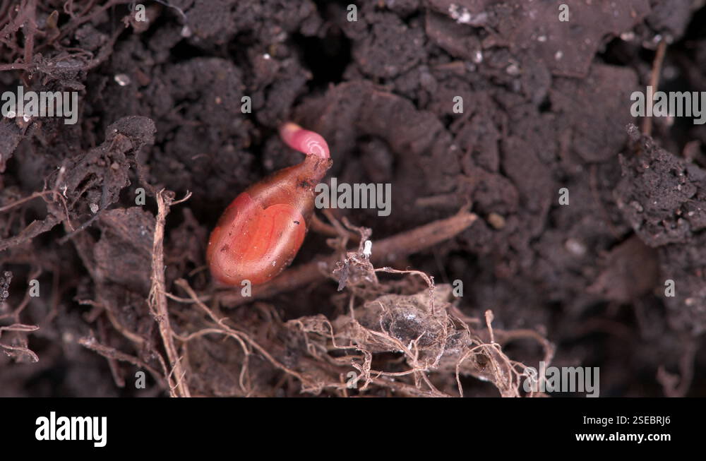 Movement of young worms in a cocoon, family Lumbricidae Stock Video ...
