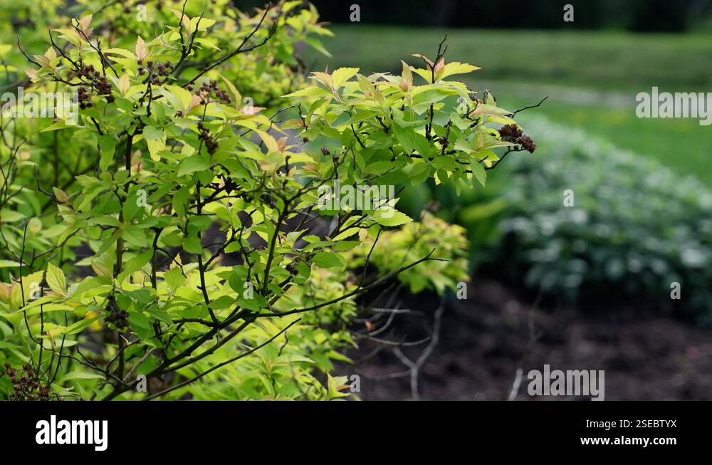 A branch of a bush moves in the wind. Plants Stock Video Footage - Alamy