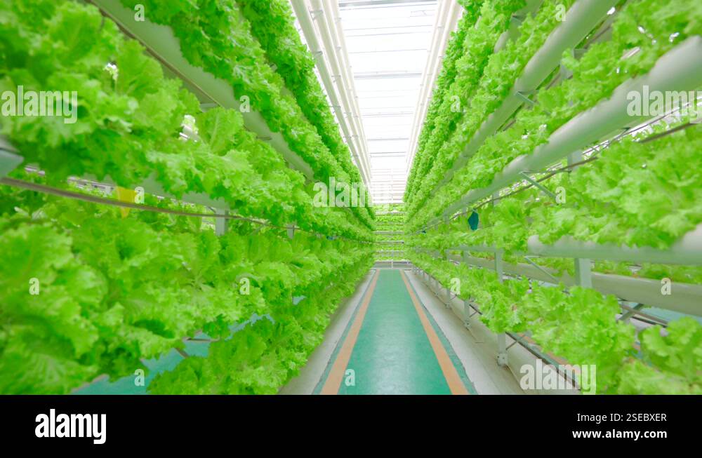 Soilless cultivation，Lettuce planting，Science and technology Stock ...