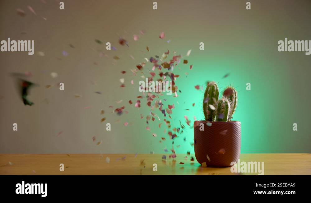 Green balloon full of colorful confetti falls on cactus thorns ...