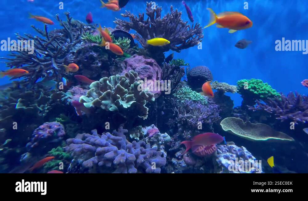 Exotic tropical fish with fins and gills Stock Videos & Footage - HD ...