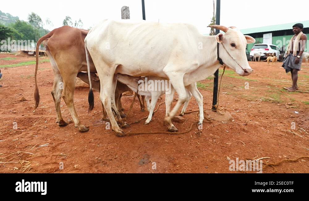 Scary cows Stock Videos & Footage - HD and 4K Video Clips - Alamy
